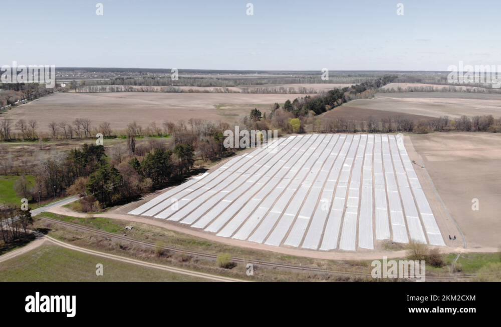 Fields covered with mulch foil. Cultivation, seeding and growing ...