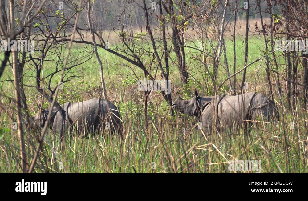 Two one horned rhinos running through the brush on the grasslands of ...
