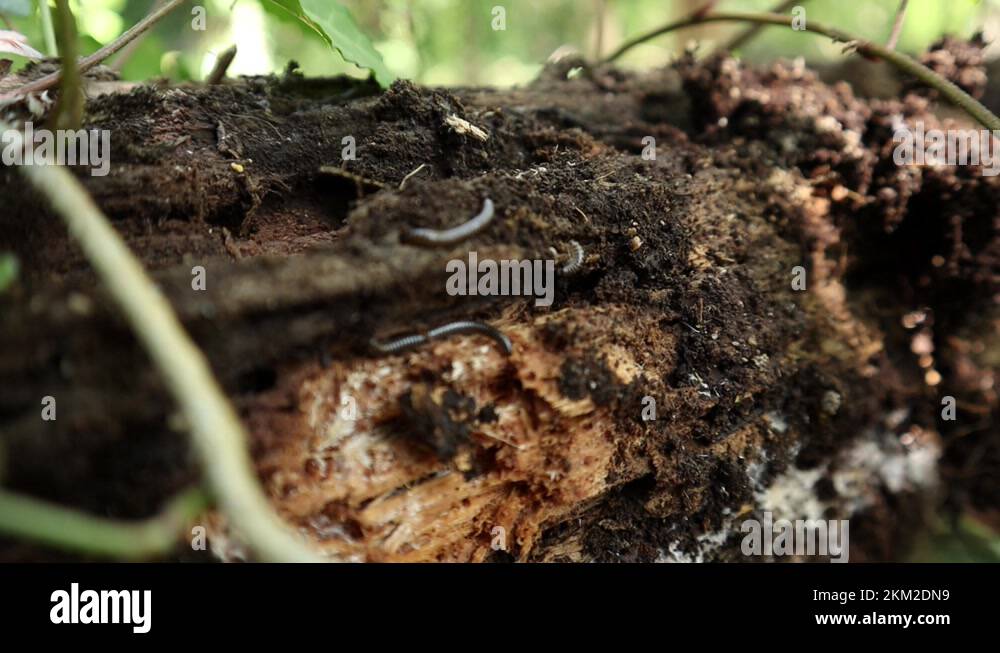 Soil centipedes Stock Videos & Footage - HD and 4K Video Clips - Alamy