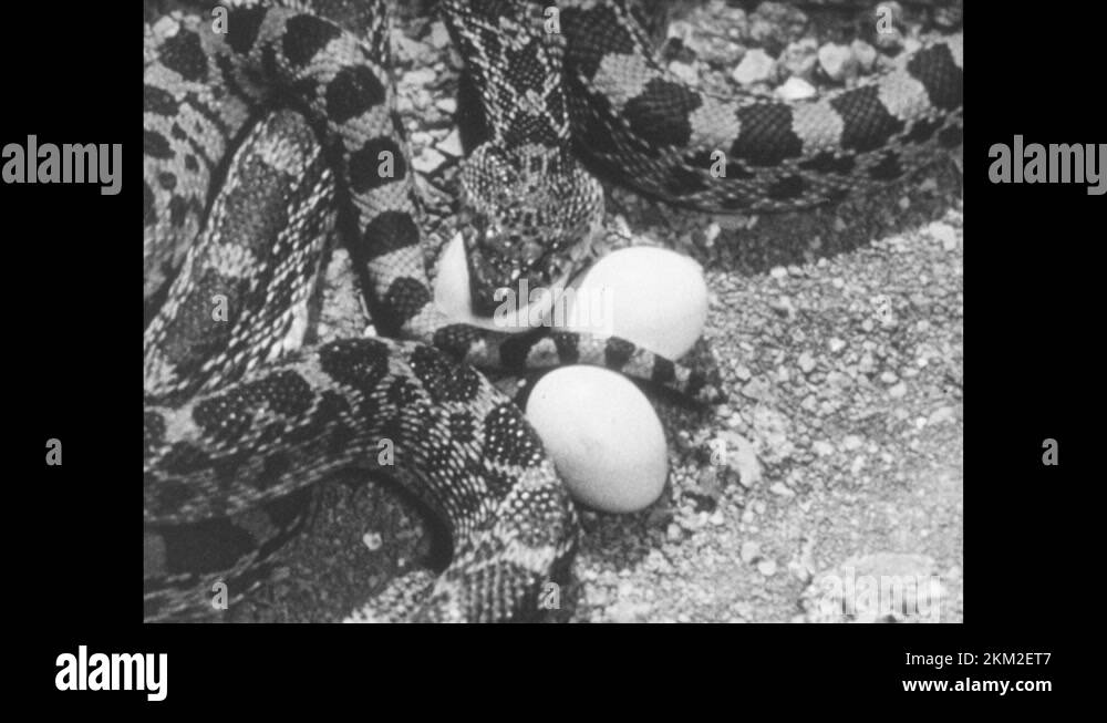 Curl snake Stock Videos & Footage - HD and 4K Video Clips - Alamy