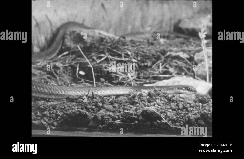 Snakes stand Stock Videos & Footage - HD and 4K Video Clips - Alamy
