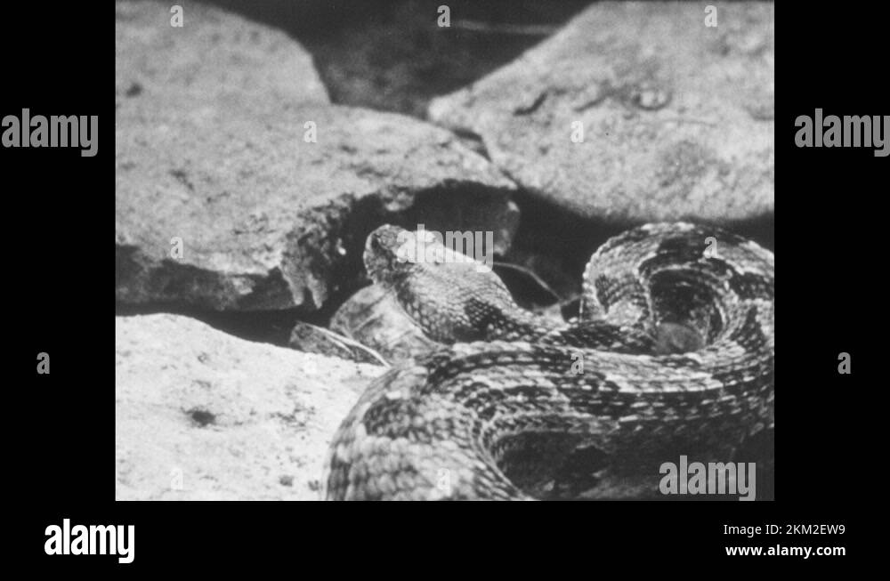 Snakes snake Stock Videos & Footage - HD and 4K Video Clips - Alamy