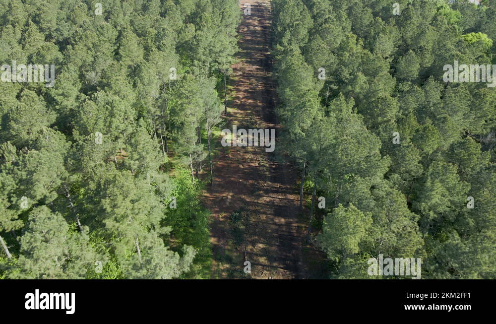 Lumbering industry Stock Videos & Footage - HD and 4K Video Clips - Alamy