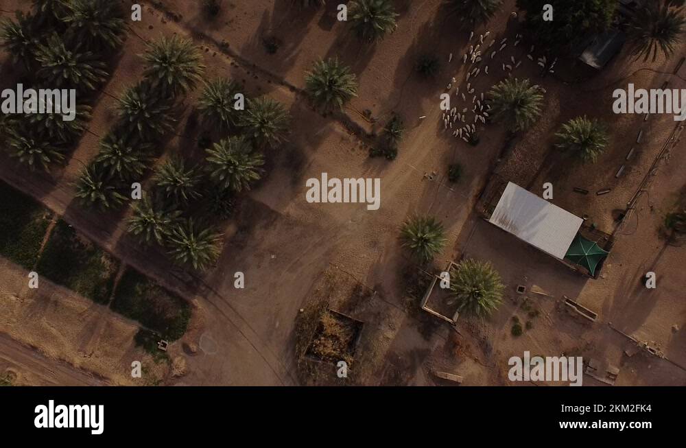 Top-down view of small desert sheep farm village with herd of white ...