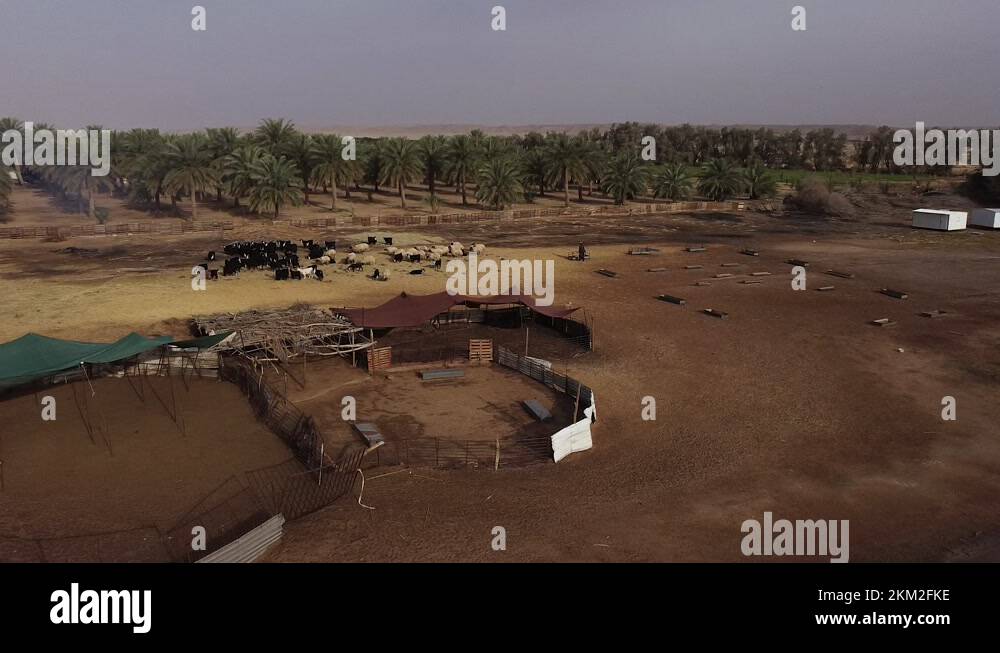 Herd of sheep in desert farm village in Saudi Arabia, aerial drone view ...