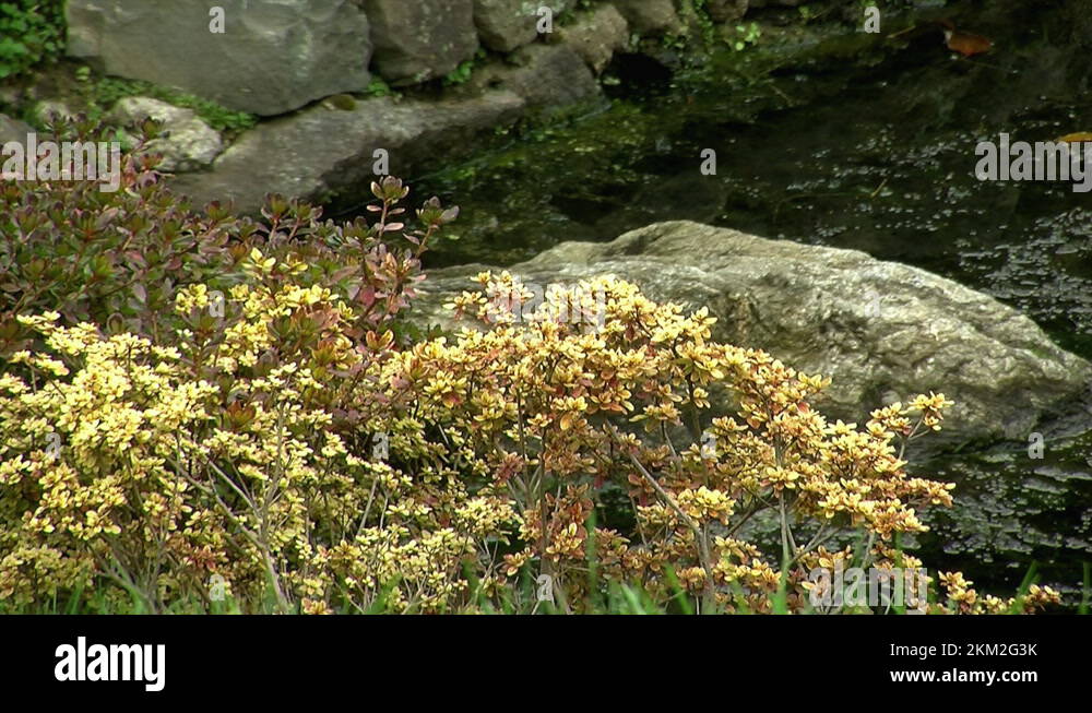Azalea border Stock Videos & Footage - HD and 4K Video Clips - Alamy