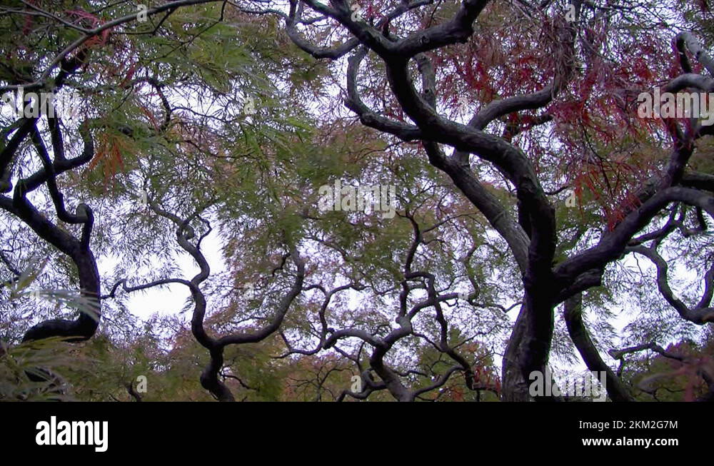 Curvy trees Stock Videos & Footage - HD and 4K Video Clips - Alamy