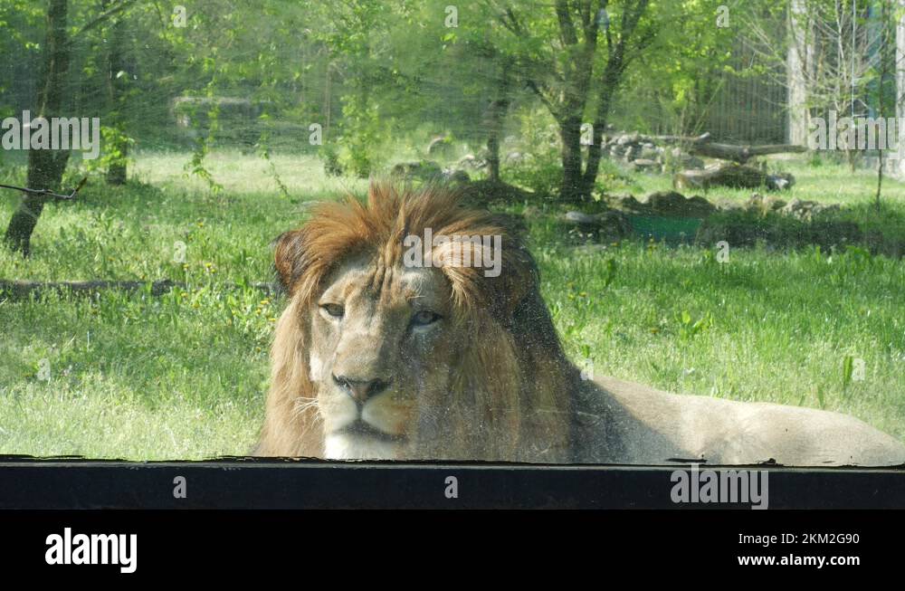 Unhappy lion Stock Videos & Footage - HD and 4K Video Clips - Alamy