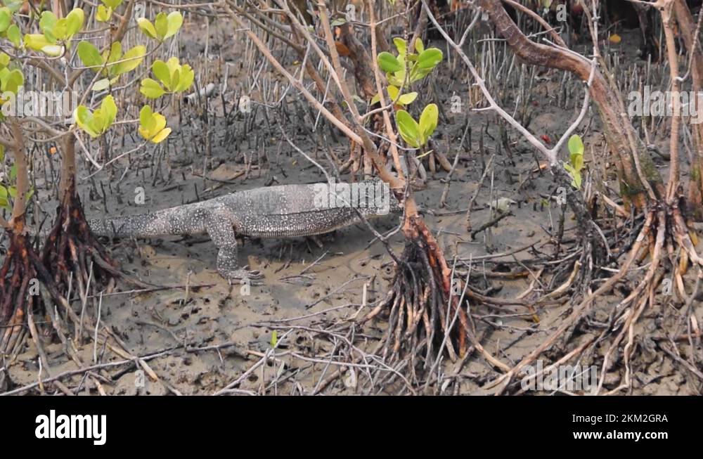 India water monitor lizard varanus Stock Videos & Footage - HD and 4K ...