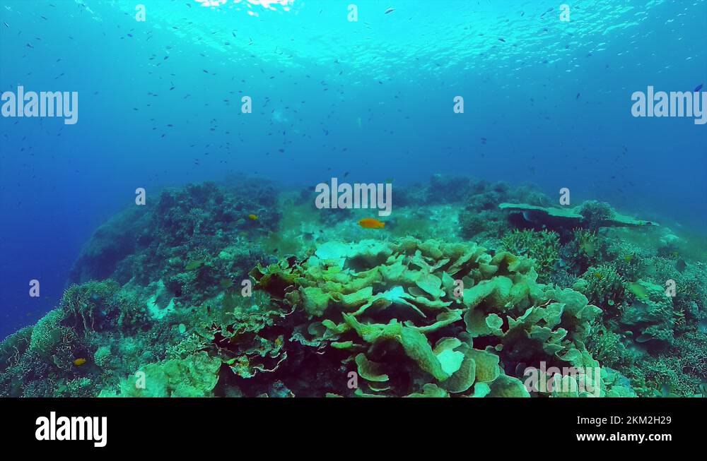 Coral reef and tropical fish underwater. Bohol, Panglao, Philippines ...