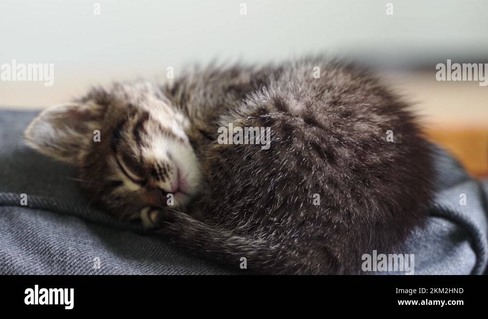 Sleeping furry cat Stock Videos & Footage - HD and 4K Video Clips - Alamy