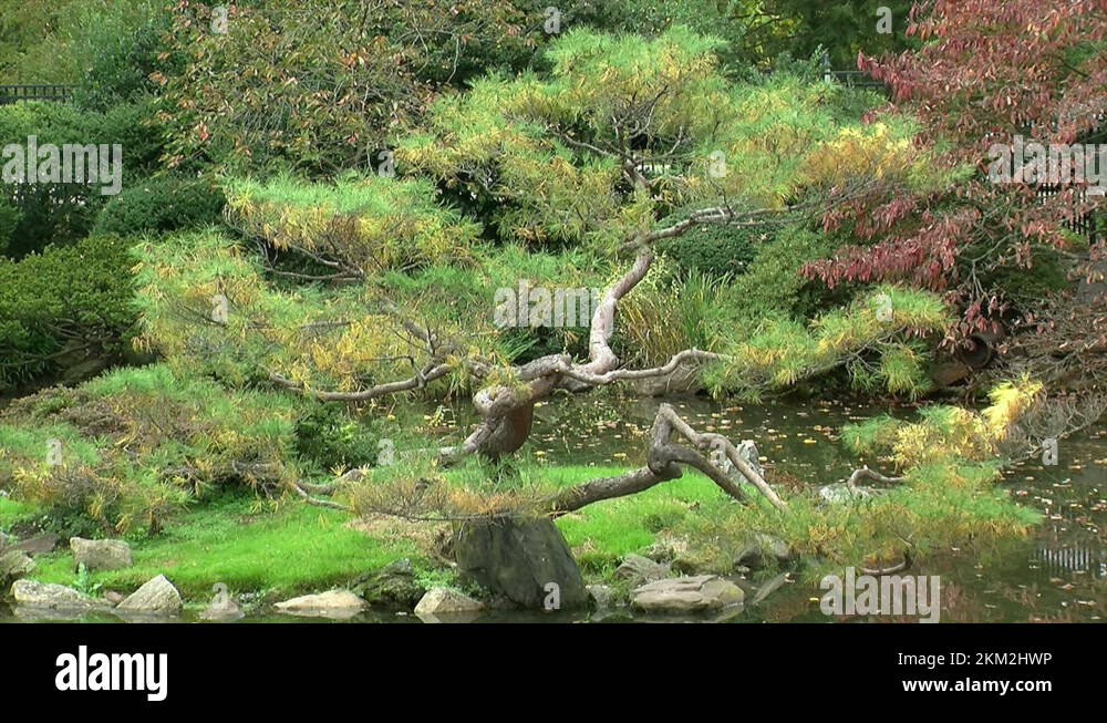 Pruned pine tree Stock Videos & Footage - HD and 4K Video Clips - Alamy