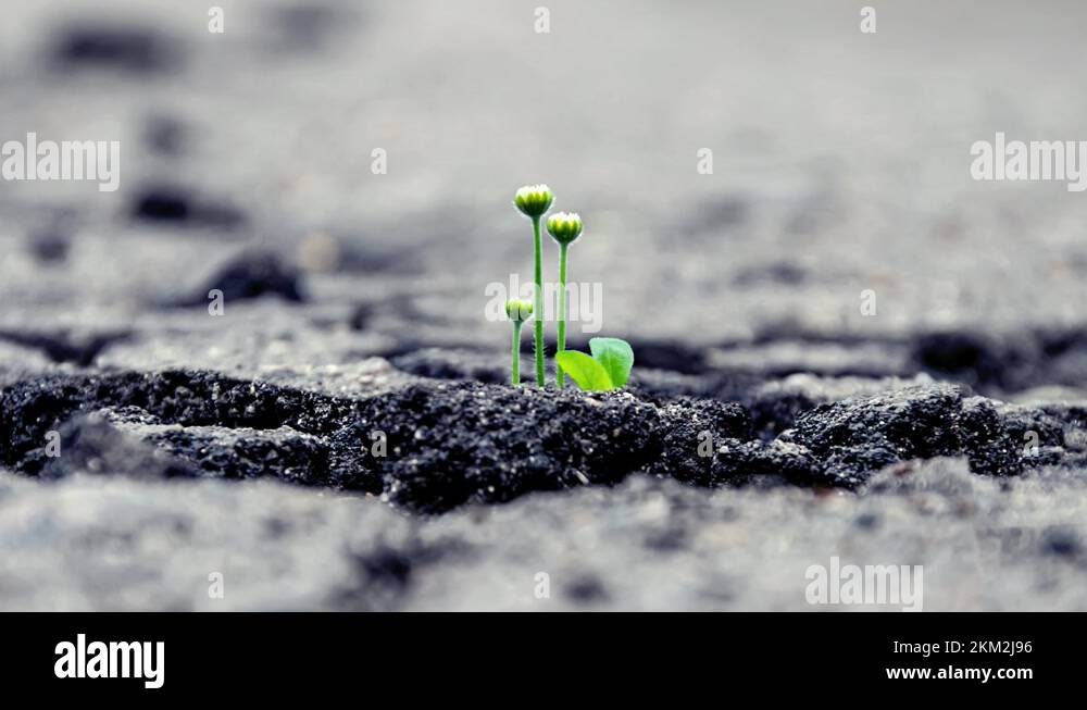 White sprouting Stock Videos & Footage - HD and 4K Video Clips - Alamy