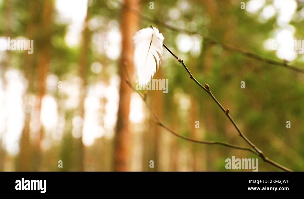 White feather stuck in a tree branch and waving in the wind. Beautiful ...