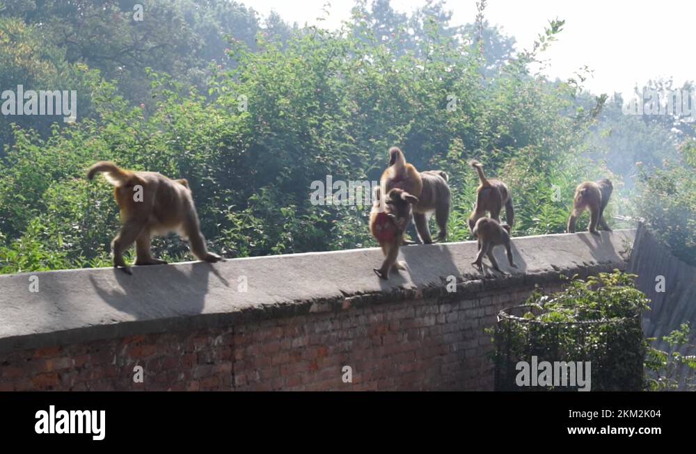 Monkeys in single file cross brick wall in Pashupatinath Temple, Nepal ...