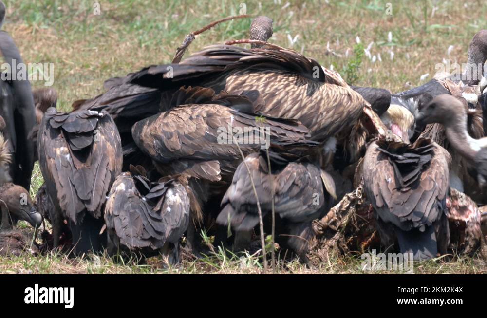 A bunch of vultures attacking and fighting over a carcass of a dead cow ...