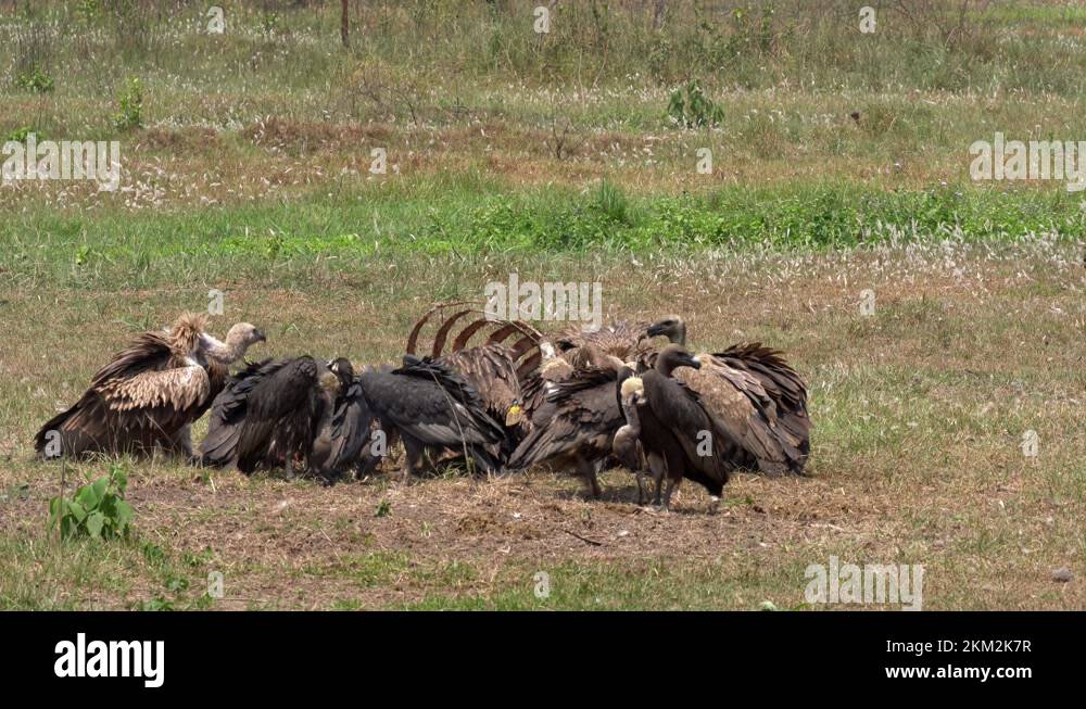 A bunch of vultures attacking and fighting over a carcass of a dead cow ...