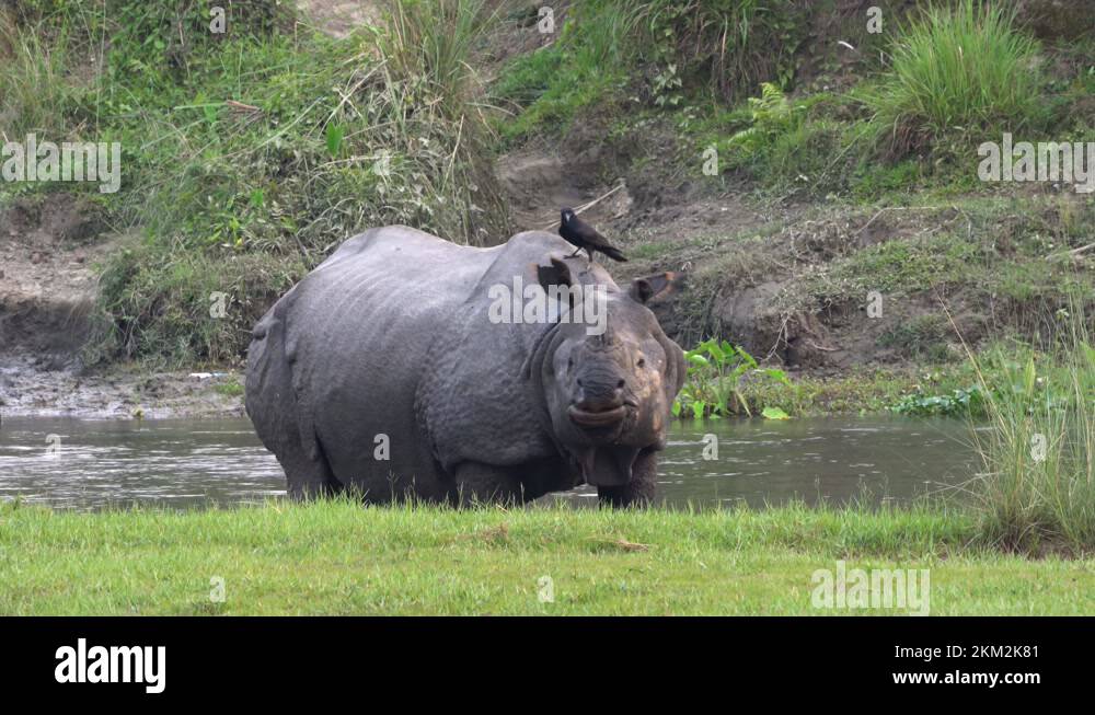 Gainda Stock Videos & Footage - HD and 4K Video Clips - Alamy