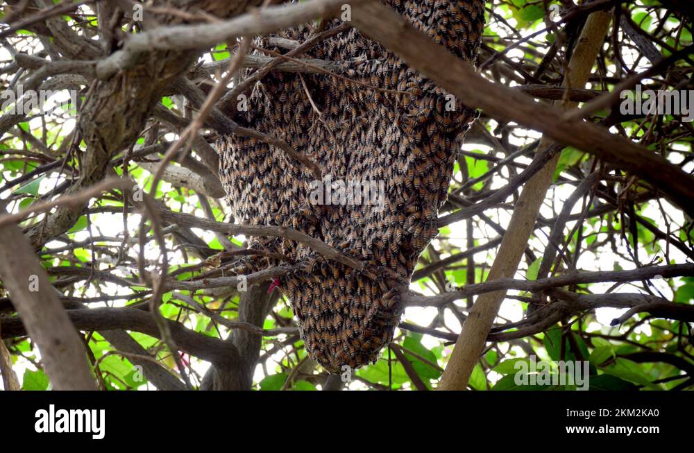 Ground nests Stock Videos & Footage - HD and 4K Video Clips - Alamy