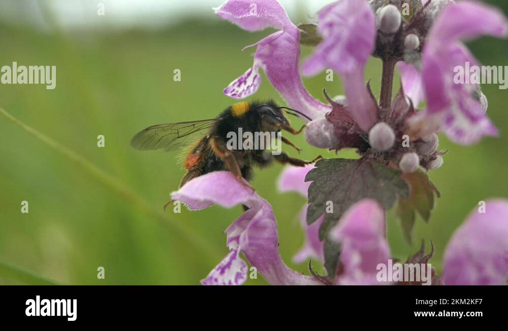 Bumble bee wings Stock Videos & Footage - HD and 4K Video Clips - Alamy