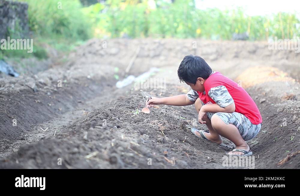 Tree conservation Stock Videos & Footage - HD and 4K Video Clips - Alamy