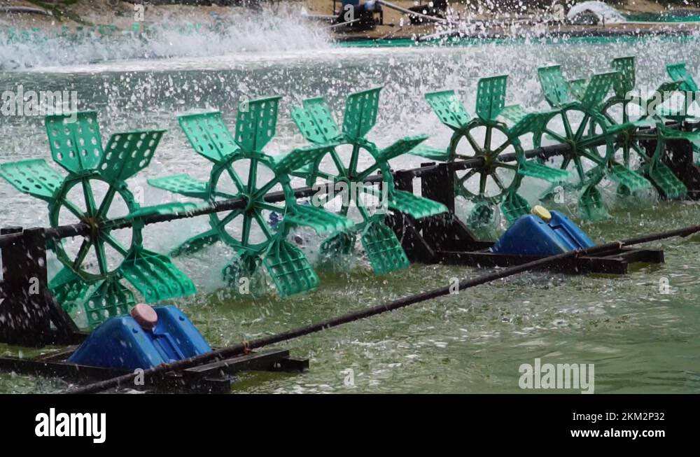 Paddle Wheel Working And Spinning On A Shrimp Farm For Aquaculture At ...