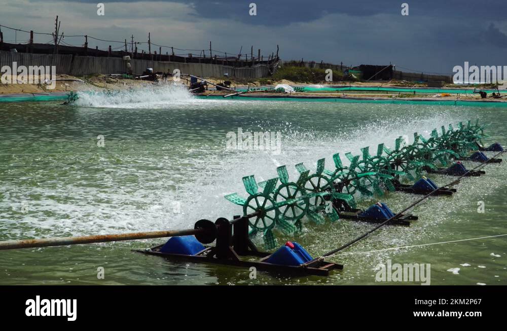 Shrimp Farming At Vietnam With Paddle Wheel Aerators Working And ...