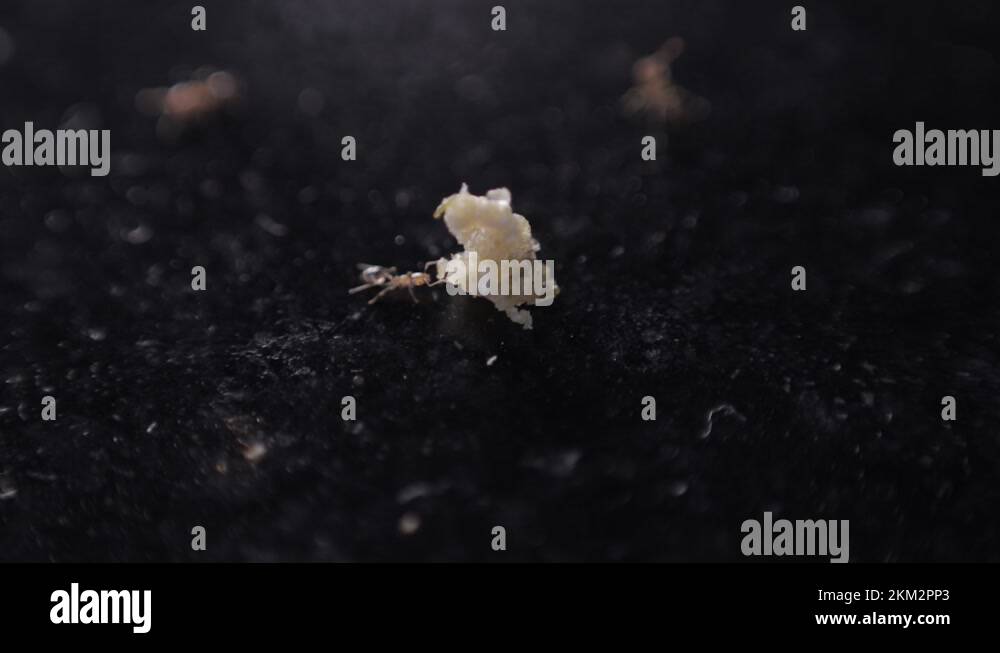 Little fire ant Stock Videos & Footage - HD and 4K Video Clips - Alamy