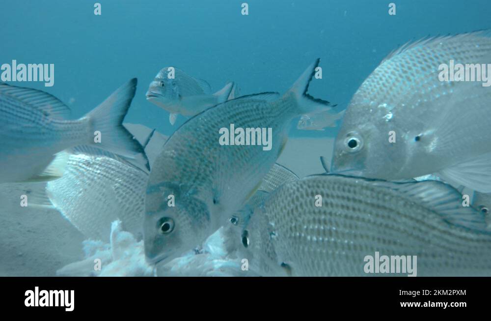Animal eating fish Stock Videos & Footage - HD and 4K Video Clips - Alamy