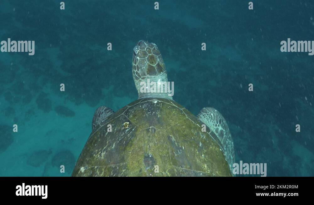 Unique perspective first-person view following a sea turtle moving its ...