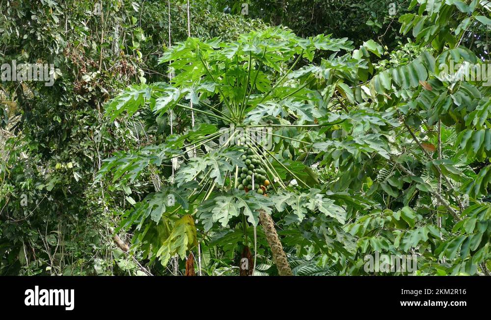 Fruitbearing tree Stock Videos & Footage - HD and 4K Video Clips - Alamy