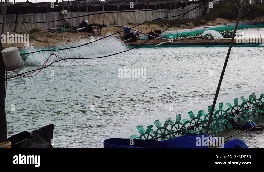 Shrimp farm with spinning water turbines. Static shot Stock Video ...