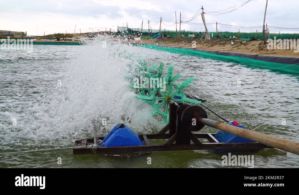 Spinning turbines for water treatment at aquaculture shrimp farm in ...
