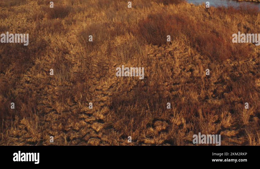 Snake form Stock Videos & Footage - HD and 4K Video Clips - Alamy