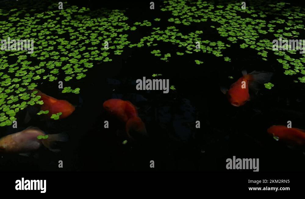 Home goldfish Stock Videos & Footage - HD and 4K Video Clips - Alamy
