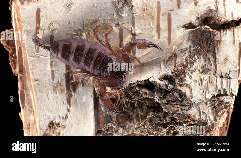 Dwarf tree scorpion Liocheles australasiae, family Hormuridae Stock ...