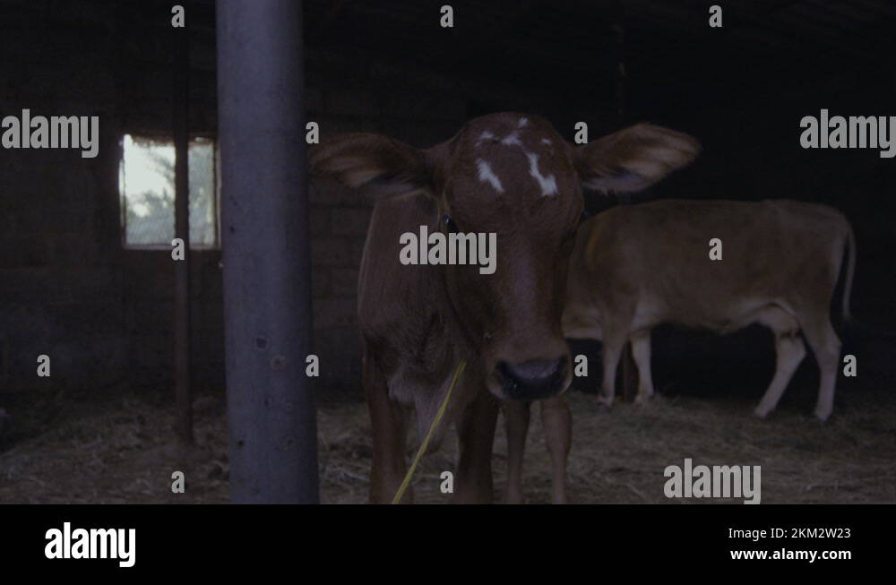 Cow tied pole Stock Videos & Footage - HD and 4K Video Clips - Alamy