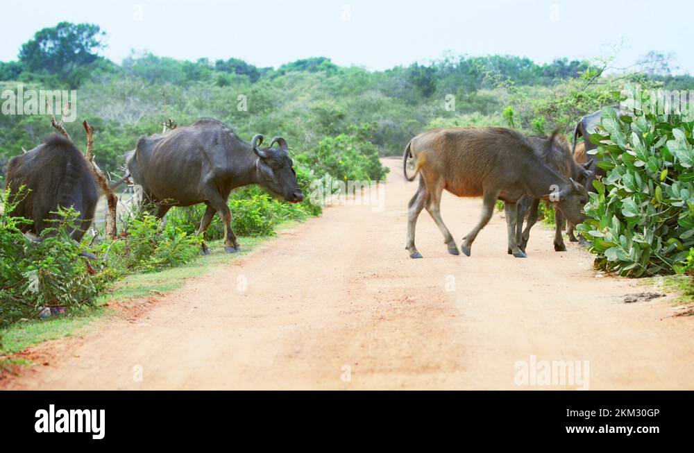 Buffalo blocking road Stock Videos & Footage - HD and 4K Video Clips ...
