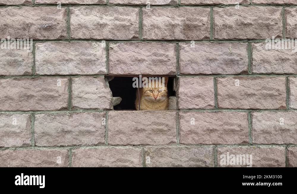 ginger cat peeks out of a building through one broken brick spot Stock ...