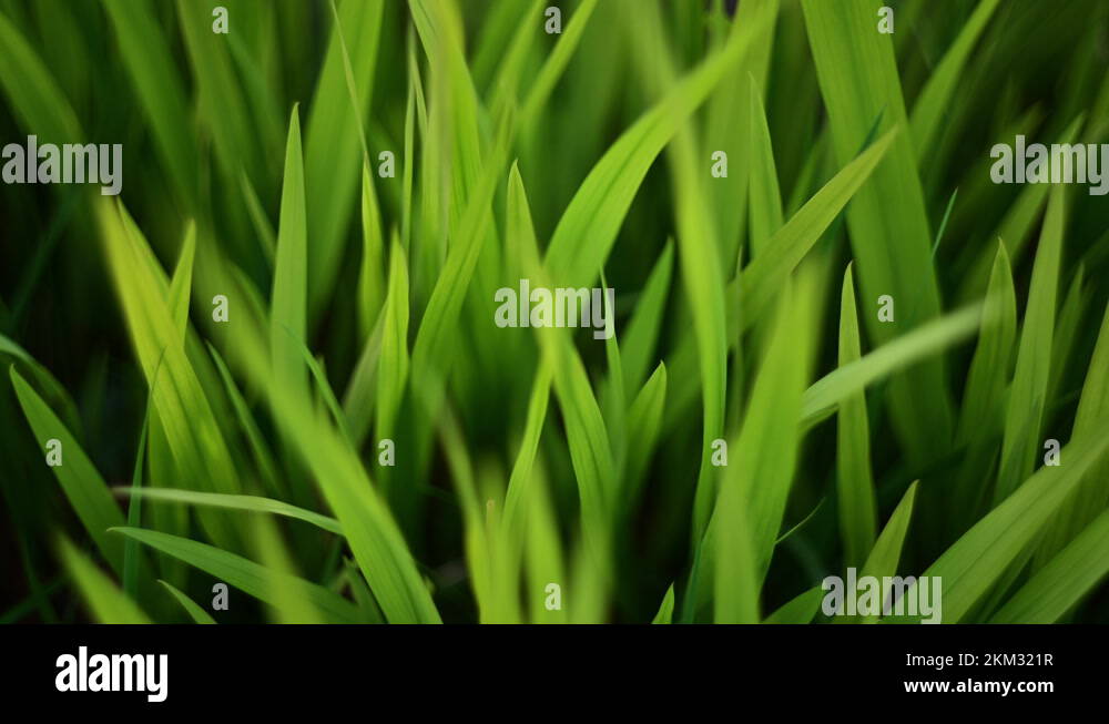 Sunny grass up close Stock Videos & Footage - HD and 4K Video Clips - Alamy