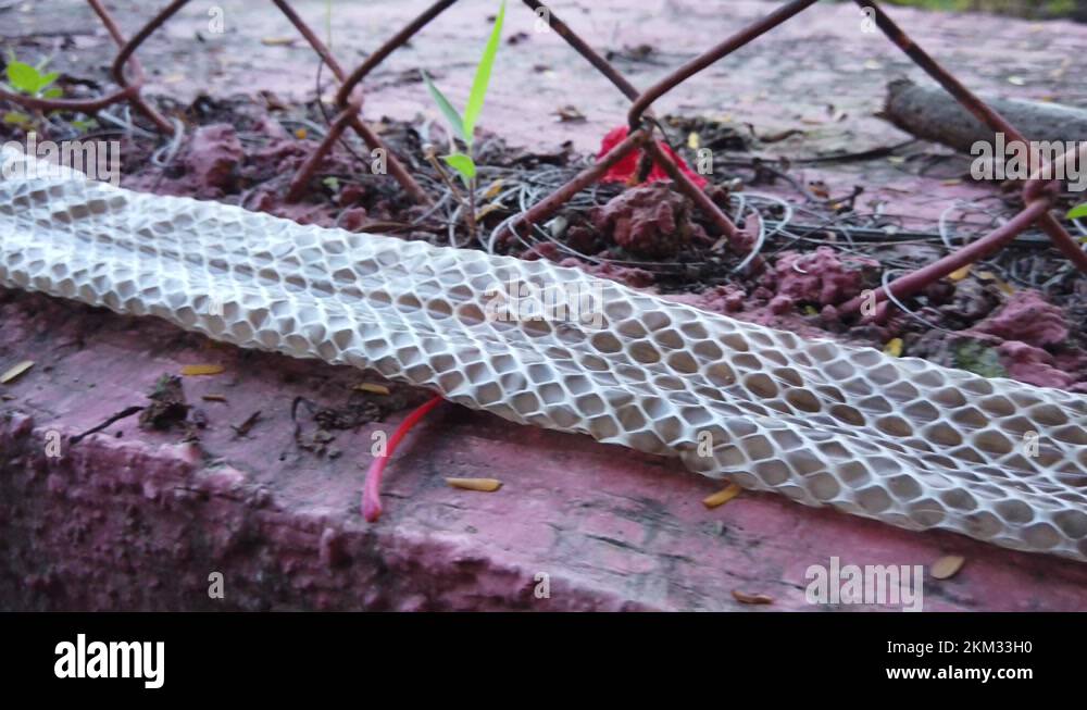 The Indian rat snake, Ptyas mucosa also known as Dhaman snake shed skin ...