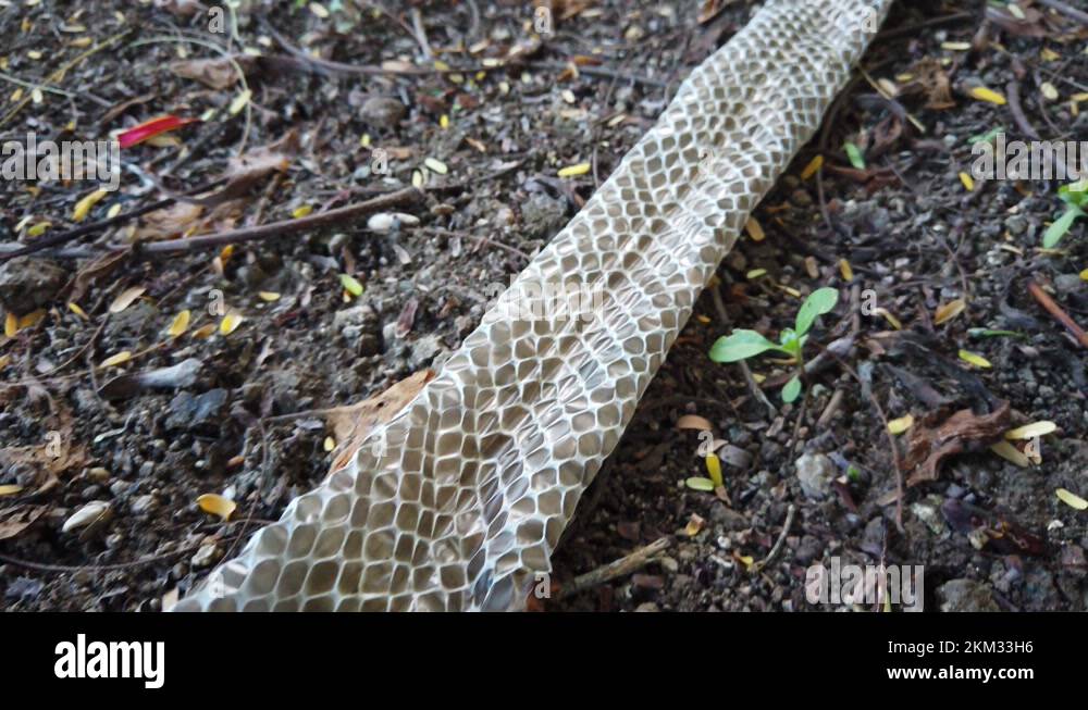 Ptyas mucosa snake Stock Videos & Footage - HD and 4K Video Clips - Alamy