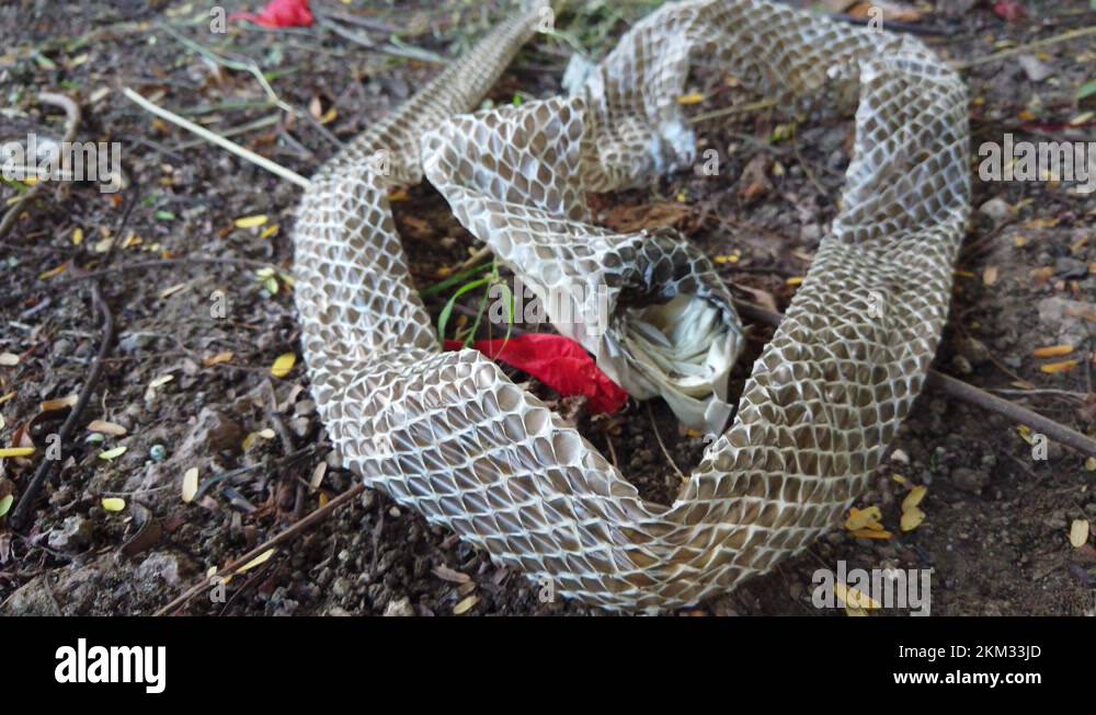 The Indian rat snake, Ptyas mucosa also known as Dhaman snake shed skin ...