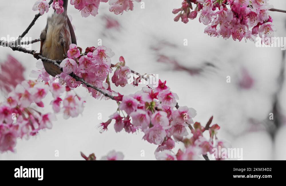 Cherry Blossom With Yuhina In Alishan National Park Taiwan Stock Video Footage Alamy