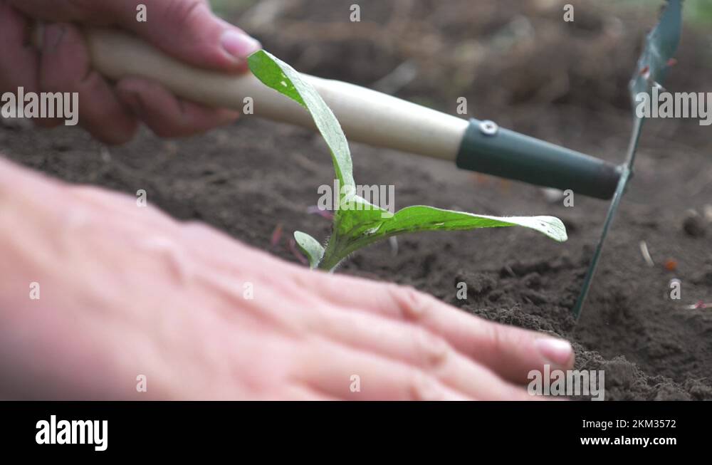 Spur leaf Stock Videos & Footage - HD and 4K Video Clips - Alamy