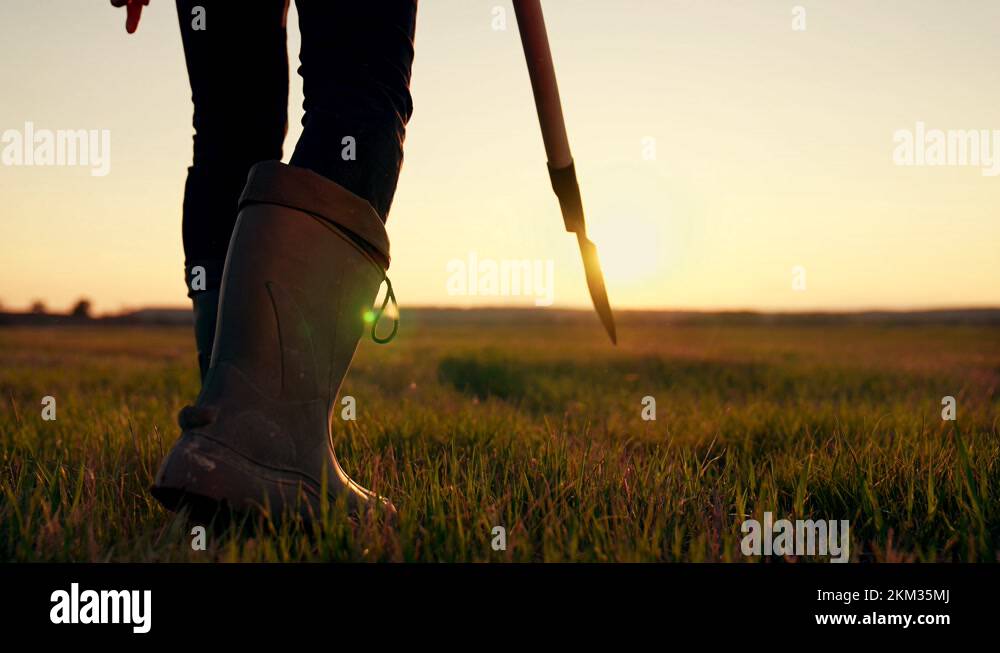 Farmer agronomist walks through green field of eco-crop in rubber boots ...