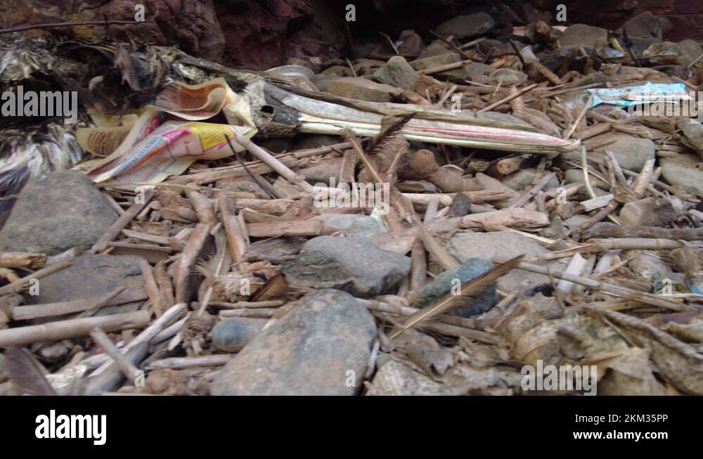 Dead pelican Stock Videos & Footage - HD and 4K Video Clips - Alamy
