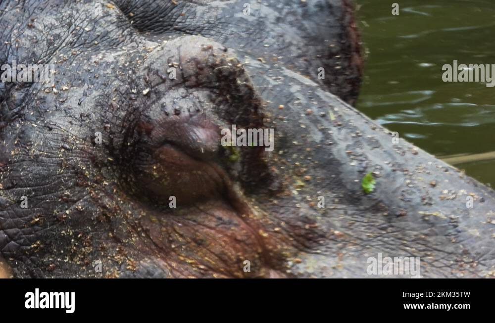 Hippo eye Stock Videos & Footage - HD and 4K Video Clips - Alamy