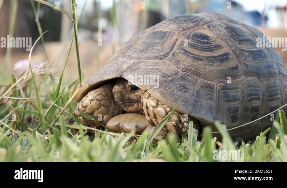 Land turtle slowly showing his head. Cute little shy tortoise in green ...