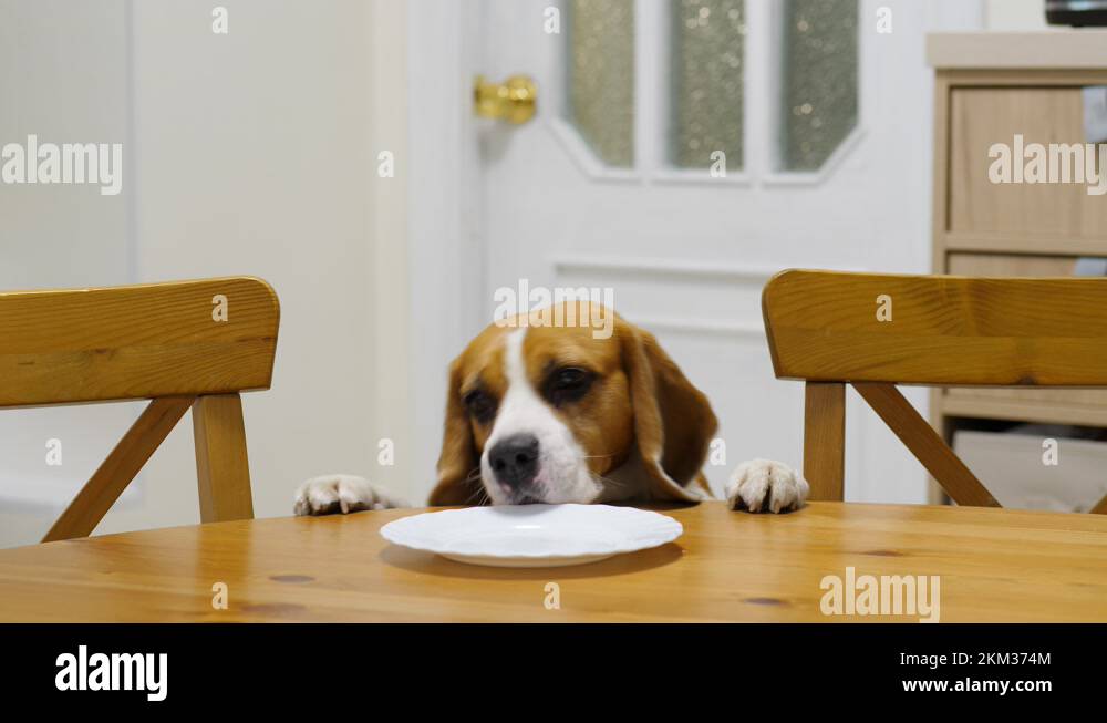 Dog table food Stock Videos & Footage - HD and 4K Video Clips - Alamy